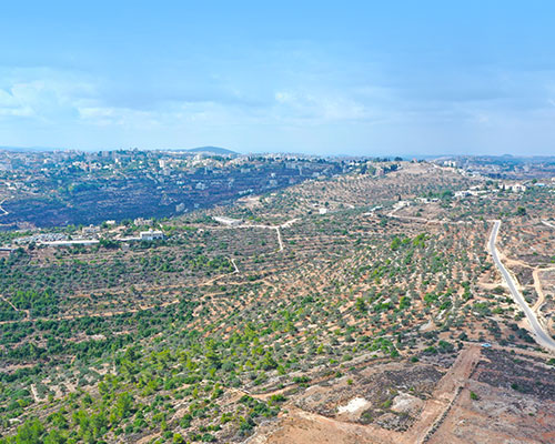 TABO - Own Land in Palestine